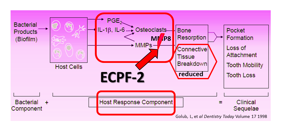 Proteapex Therapeutics :: ECPF-2